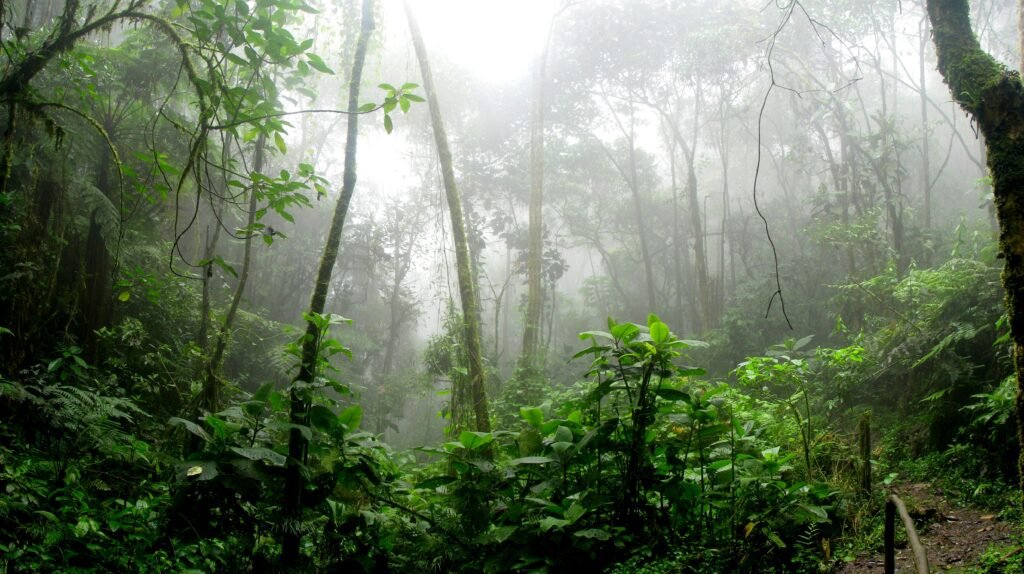 Amazon Awakening: Into the Heart of the Brazilian Rainforest ...